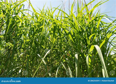 Giant Miscanthus Or Miscanthus X Giganteus Plant In Zurich In