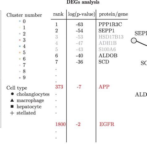 Left Clustering The Scrna Seq Data Reveals Ten Clusters Of Which