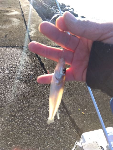 苅屋海岸のキス釣り 兵庫県瀬戸内海側 中川、揖保川 投げ釣り キス 陸っぱり 釣り・魚釣り 釣果情報サイト カンパリ