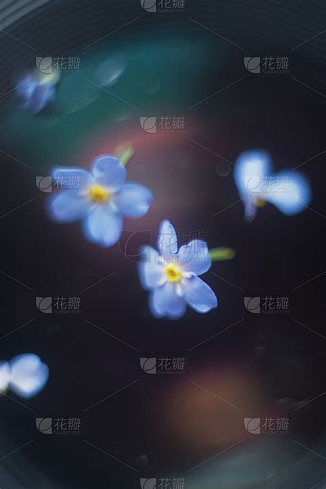 小蓝花勿忘我的特写
