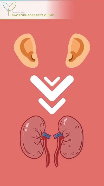 Уши зеркало почек как оздоровить почки с помощью массажа ушей Youtube