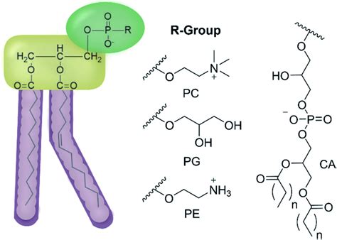 General Structure Of Glycerophospholipids Phosphatidylcholine Pc
