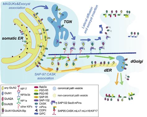 Schematic Diagram Of Nmdar Trafficking From The Endoplasmic Reticulum