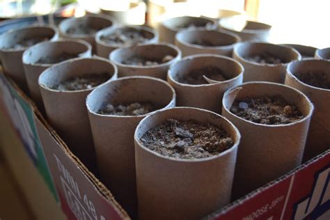 Try These Ingenious Seedling Planters Souly Rested