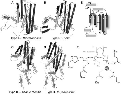 Figure 1 From Ribonuclease H Evolution In Retrotransposable Elements