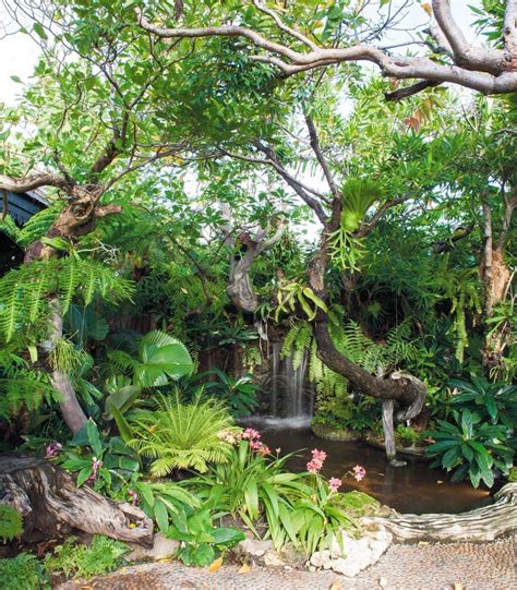 สวนป่า Small Tropical Gardens Tropical Landscaping Tropical Garden