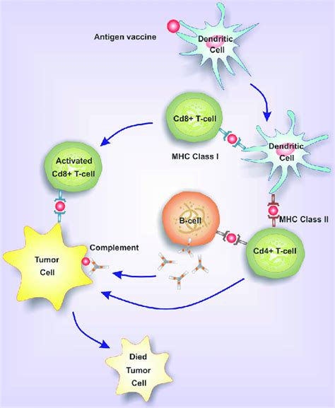 The Migration Of Activated Cd 8 T Cells To Tumor Sites And Lyse Tumor