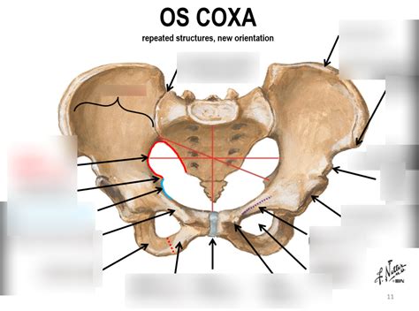 Pelvis Anterior View Diagram Quizlet