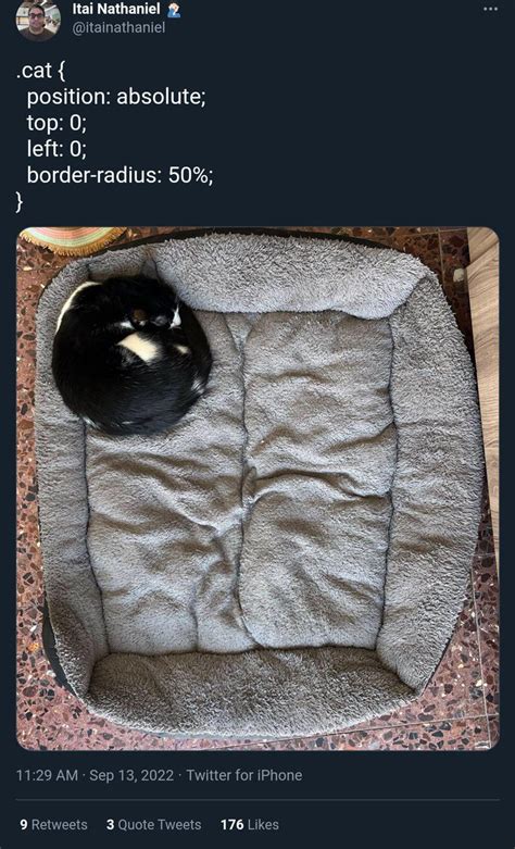 programmer humor on twitter cat r programmerhumor