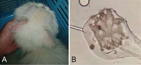Gambar 1 Kondisi Kucing Dan Hasil Pemeriksaan A Temuan Klinis Pada