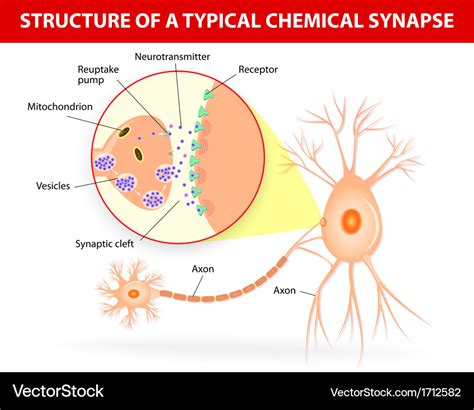 Neuron Diagram Synapse Exploring The Synapse: Neuron Diagram And