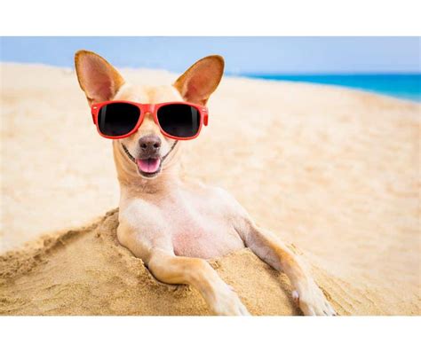 The Top Six Ways To Keep Your Dog Cool During The Hot Summer 2025
