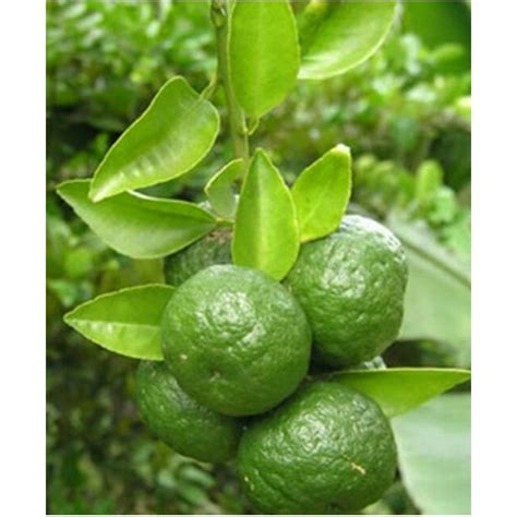 Jual Bibit Jeruk Limau Jeruk Pecel Jeruk Sambel Shopee Indonesia