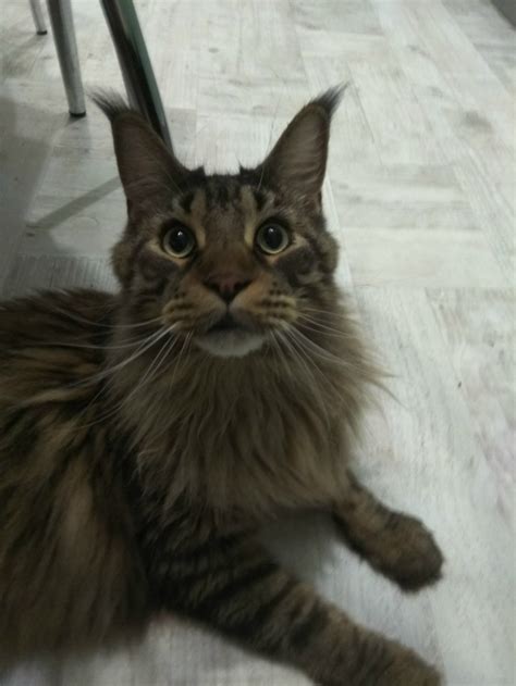 Как вы боретесь с шерстью проглоченной котом У меня кот 2 годика