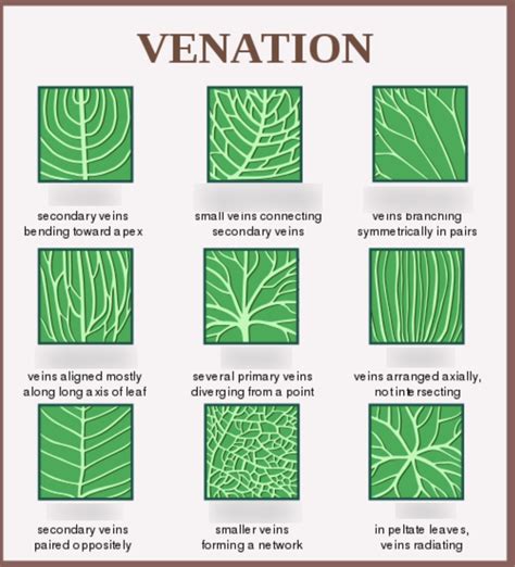 Leaf Ventilation Diagram Quizlet