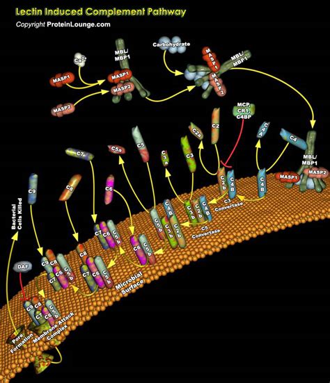 Biological Databases And Tools