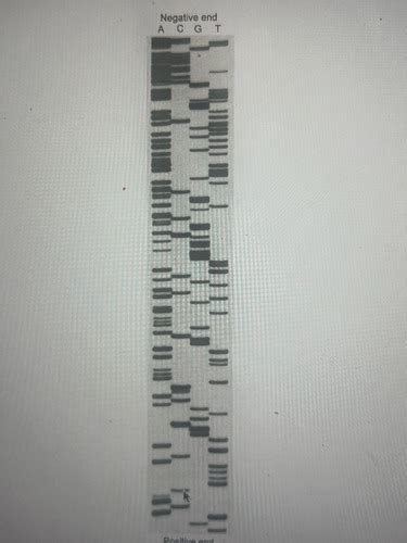 Genetics Final Lab Flashcards Flashcards Quizlet