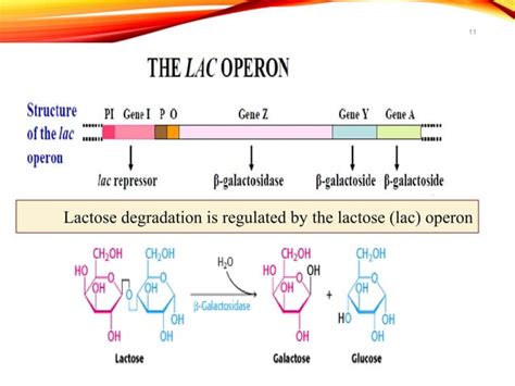 Fine Regulation In Bacteria Eg Lac Operon Ppt