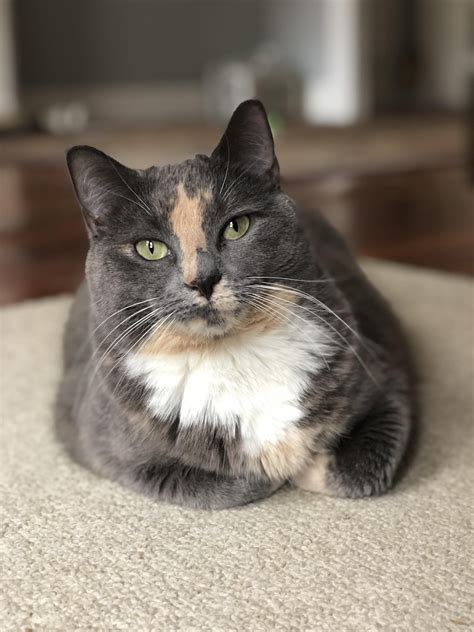 My Dilute Calico Gemma Rcalicokittys