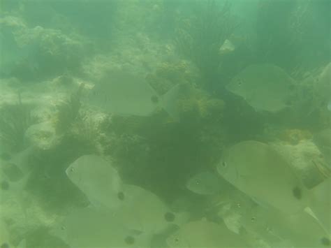 A Retinex Based Enhancing Approach For Single Underwater Image