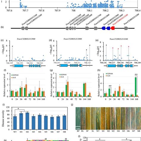 Identification Of The Causal Gene For Stripe Rust Resistance Associated Download Scientific