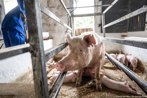 Factory Farming Hurts People And Communities Industrial Animal