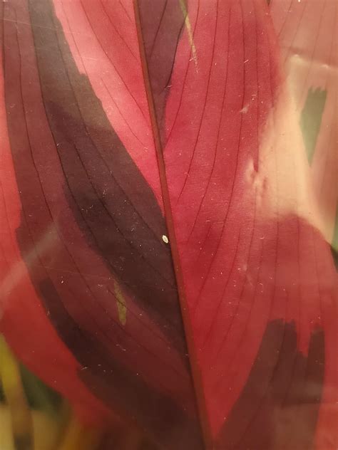 Went To Repot My New Stromanthe Triostar A Few Days Ago And Saw