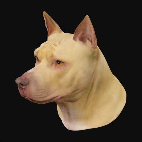 The Head Of A Blonde Pitbull Brown Eyes Light Yellow Texture