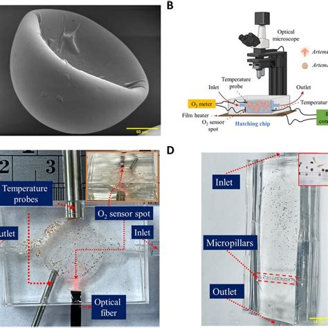Experimental Setup A Scanning Electron Microscopy Sem Shows The