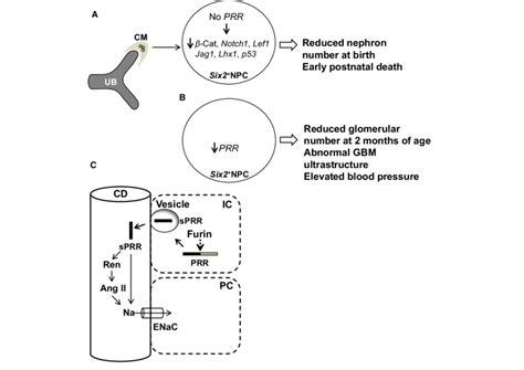 Model Of Nephron Progenitor Cell Npc Prorenin Receptor Prr Function