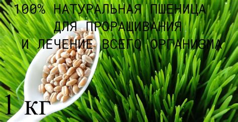 Пшеница для проращивания микрозелень для проращивания ростки пшеницы