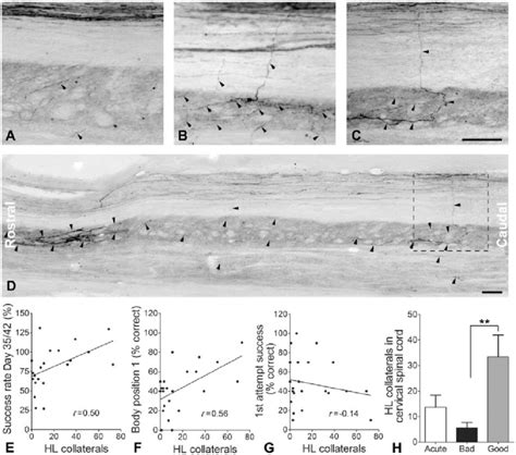 Biotinylated Dextran Amine Anterograde Tracing Of Collaterals From The