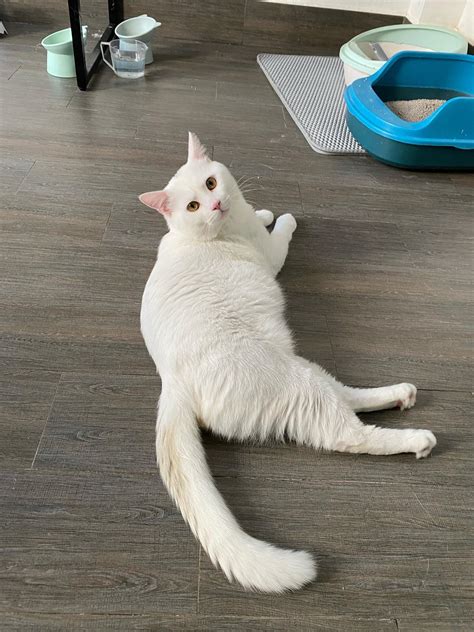 Hiểu Về Mèo Của Mình để Không Bị đau Nhé Các Bạn Em Pé Này Ko Thích