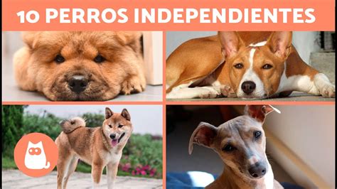 Las mejores razas de perros que pueden quedarse solos una guía