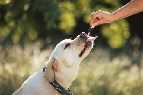 Cbd Öl Für Hunde Ein Umfassender Leitfaden Für Halter
