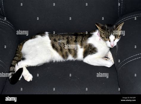 Domestic Tabby Cat Stock Photo Alamy