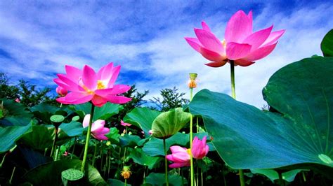 Bộ Sưu Tập Hình Hoa Sen đẹp Cực Chất Full 4k Với Hơn 999 Tấm Hình