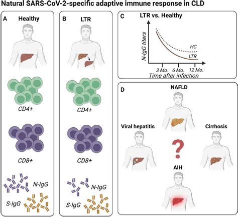 Overview Of Natural Sars Cov 2 Specific Adaptive Immune Response In