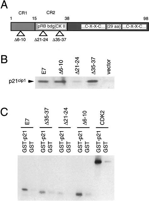 The Human Papillomavirus E7 Oncoprotein Can Uncouple Cellular
