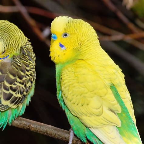 Parakeets Species Avonturia
