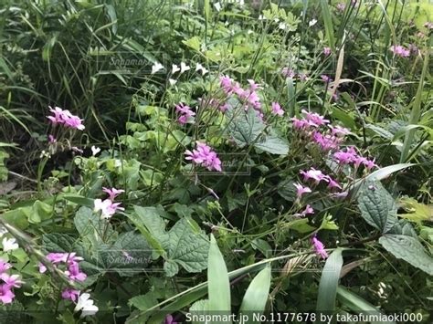 ムシトリナデシコの写真画像素材 Snapmartスナップマート