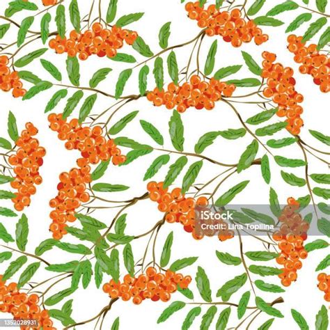 로완 베리는 매끄러운 패턴입니다 흰색 배경에 고립 된 로완 로완 베리와 녹색 잎이 있는 다채로운 가을 패턴 0명에 대한 스톡 벡터 아트 및 기타 이미지 Istock