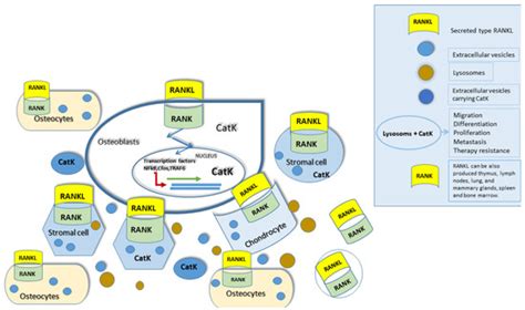 Ijms Special Issue Lysosomal Proteases And Their Inhibitors