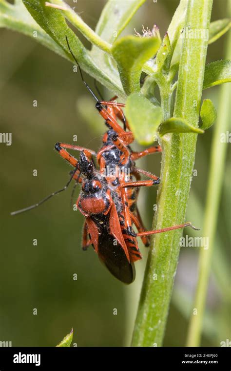 Assassin Bug Rhinocoris Iracundus Rhynocoris Iracundus Mating On A
