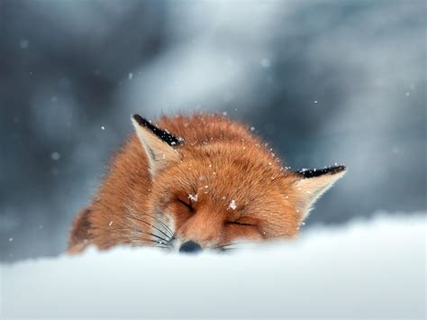 Red Fox Sleeping In The Snow Abruzzo Italy Bing 4k Preview