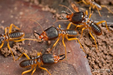 Termite Species Sends Its Elderly On Suicide Missions Artofit