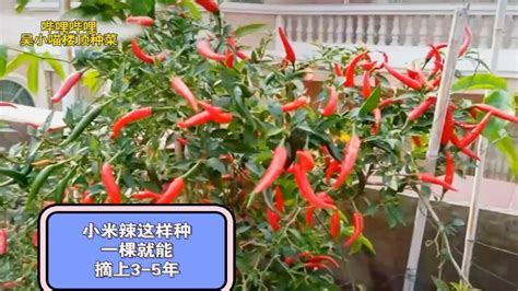 楼顶种菜：小米辣这样种，只要护理的好，一棵就能摘上3 5年 Youtube