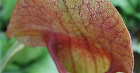 다양한 허브의 세계 사라세니아