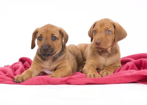 Newborn Rhodesian Ridgeback Whelp 4 Days Of Age Stock Image Image Of