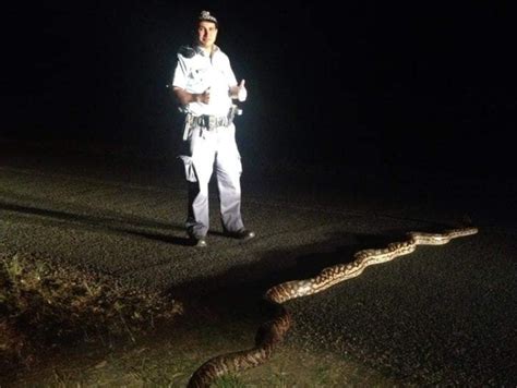 La Taille D Un énorme Python Traversant La Rue Choque Internet Je